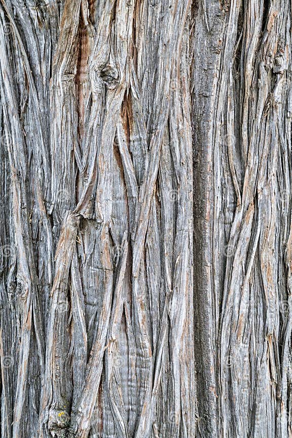 Old juniper tree texture stock photo. Image of juniper - 100166194