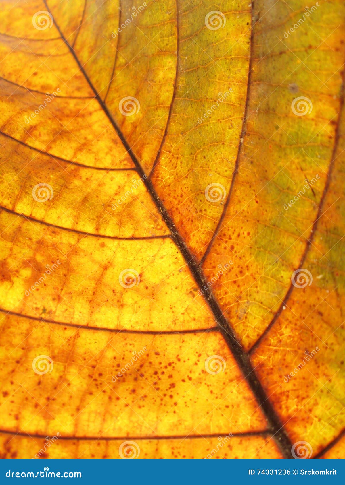 Texture of the old leaf stock photo. Image of green, nature - 74331236