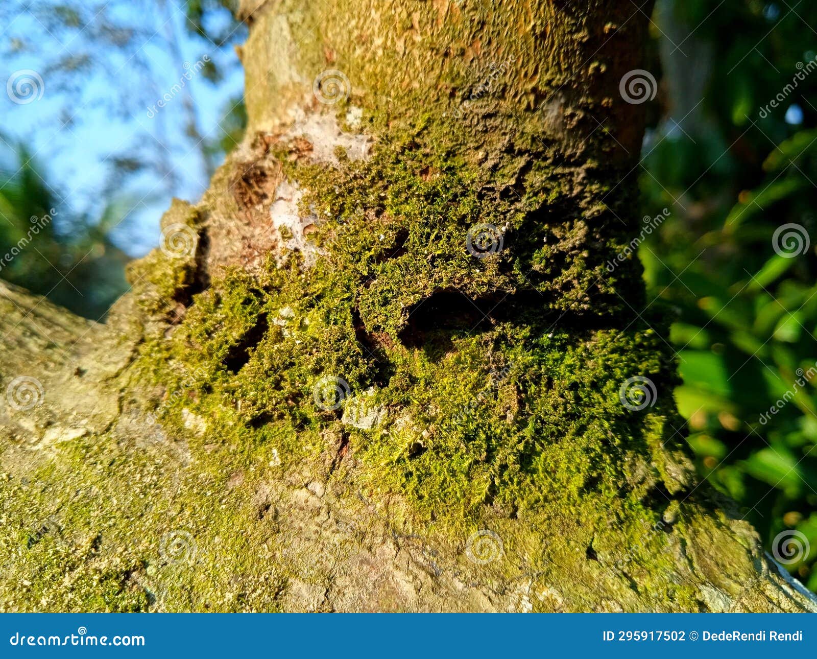 The Texture of an Old, Mossy Tree Branch Stock Photo - Image of texture ...