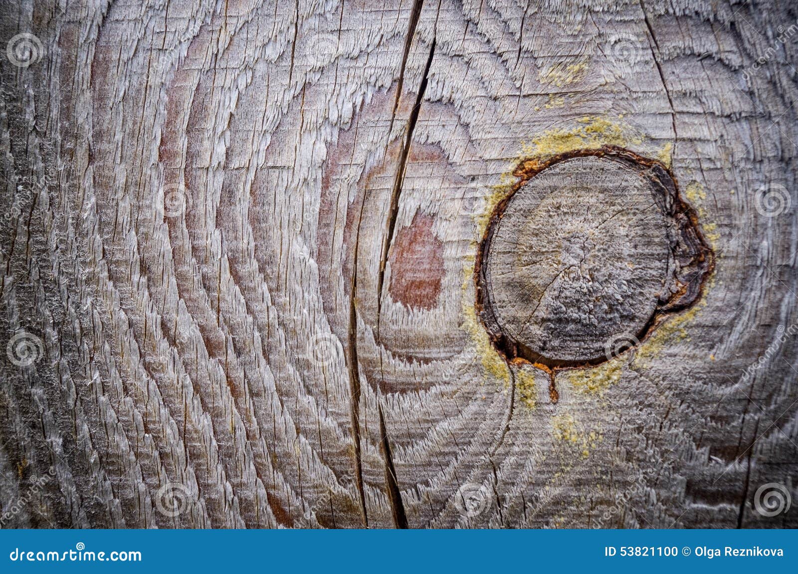 Texture of old oak stock photo. Image of dried, nature - 53821100