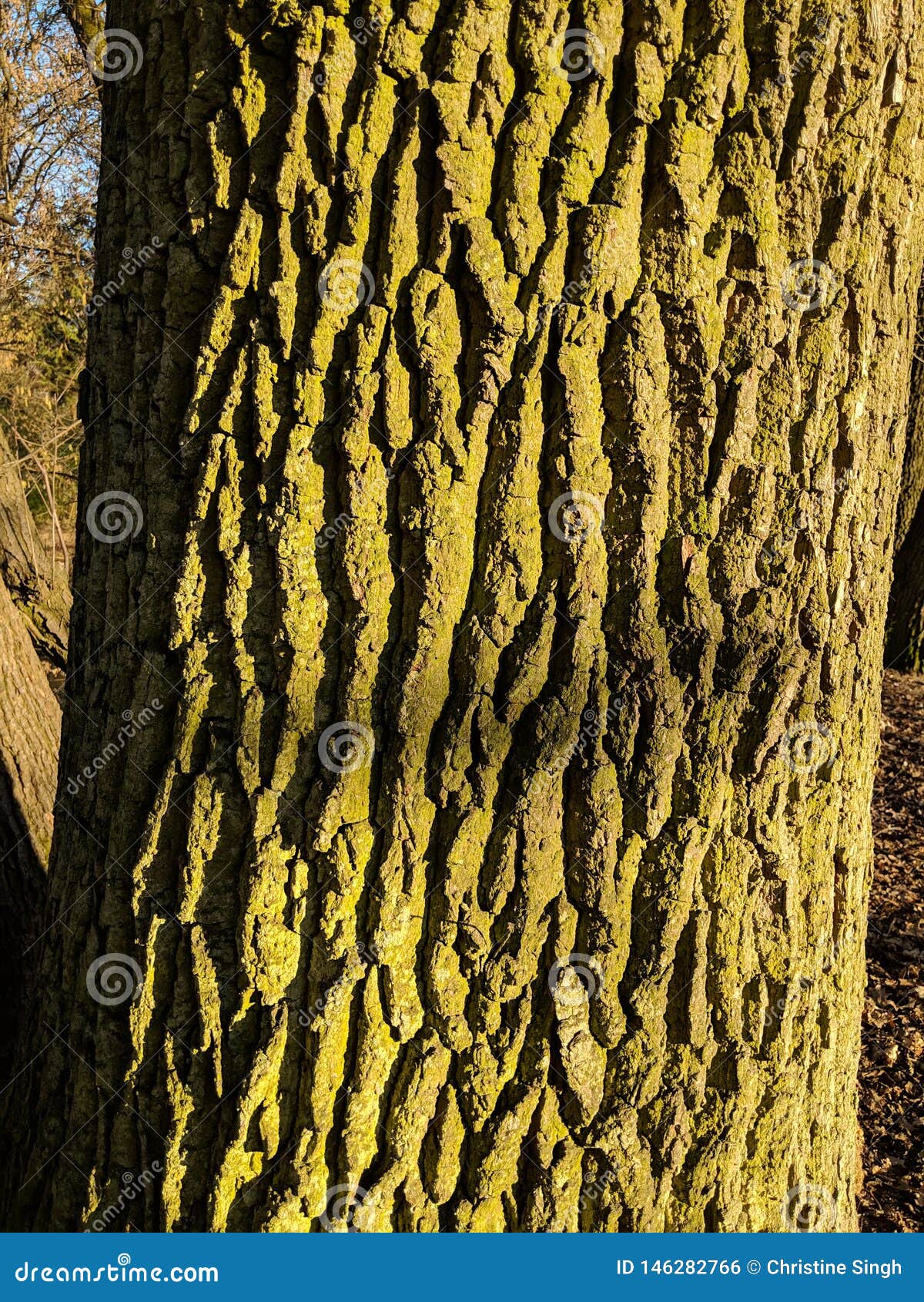 Texture of an Old Oak Tree. Stock Photo - Image of wood, nature: 146282766
