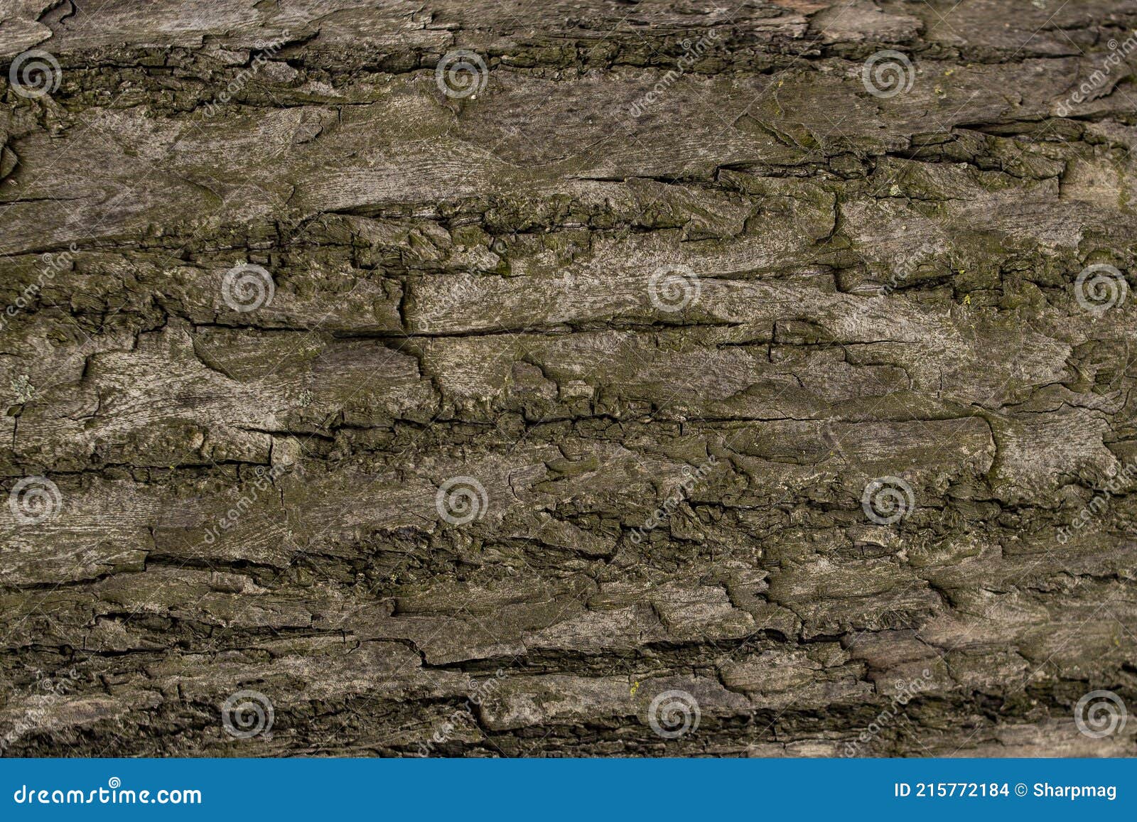 Texture of Old Raw Wood Bark of Gray Color. Stock Photo - Image of wood ...