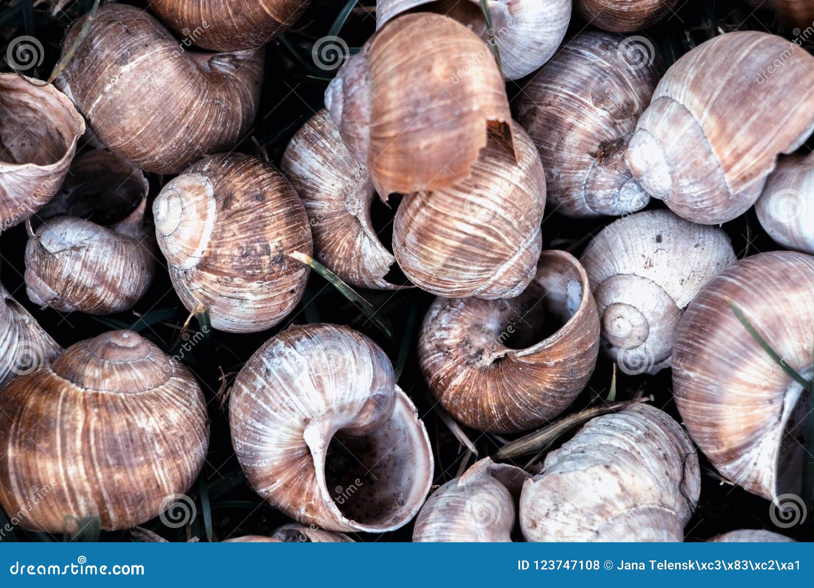 Snail shells stock photo. Image of background, fossil - 123747108
