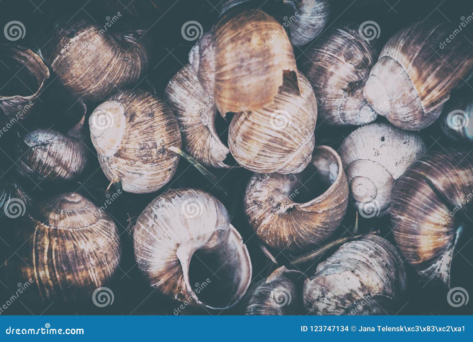 Snail shells stock photo. Image of decoration, fossil - 123747134
