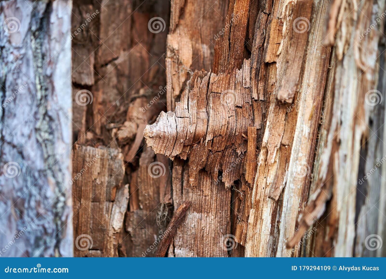Texture of old rotten pine stock image. Image of lumber - 179294109