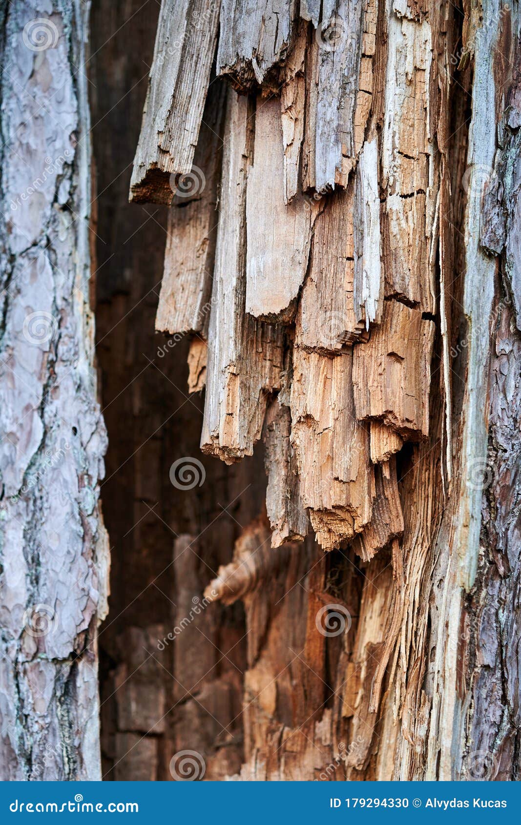 Texture of old rotten pine stock photo. Image of plant - 179294330