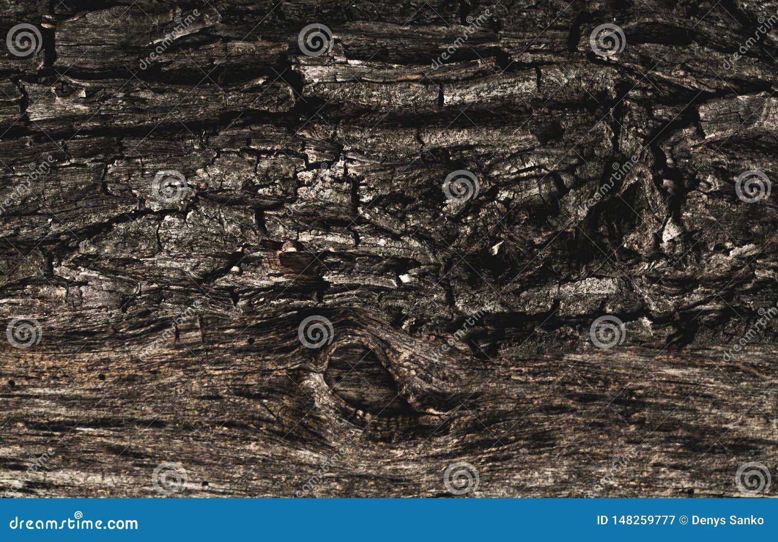 The Texture of the Old Rotten Tree with Bark Cracks and Irregularities ...
