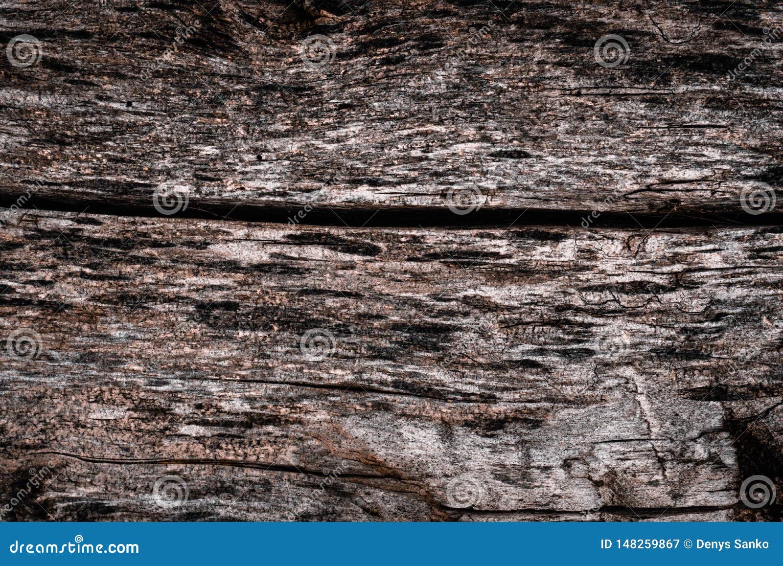 The Texture of the Old Rotten Tree with Bark Cracks and Irregularities ...