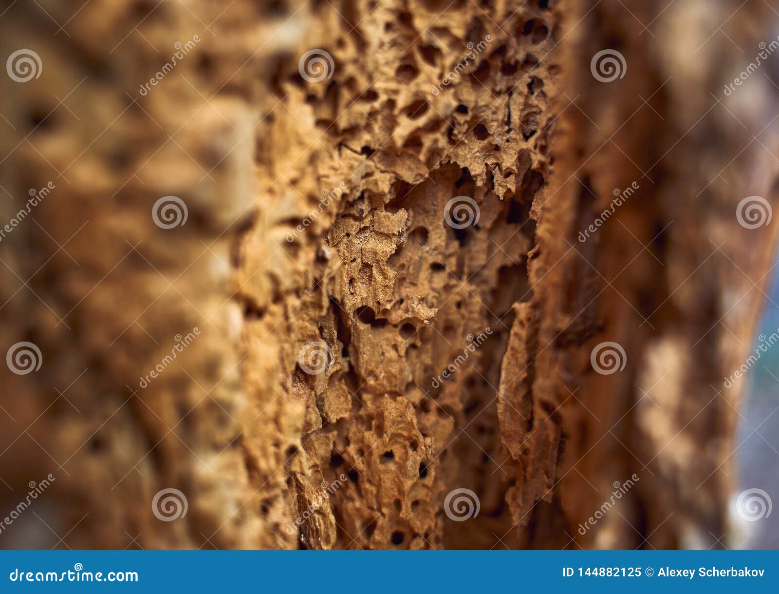 The Texture of the Old Rotten Tree in the Forest, Corroded by Parasites ...