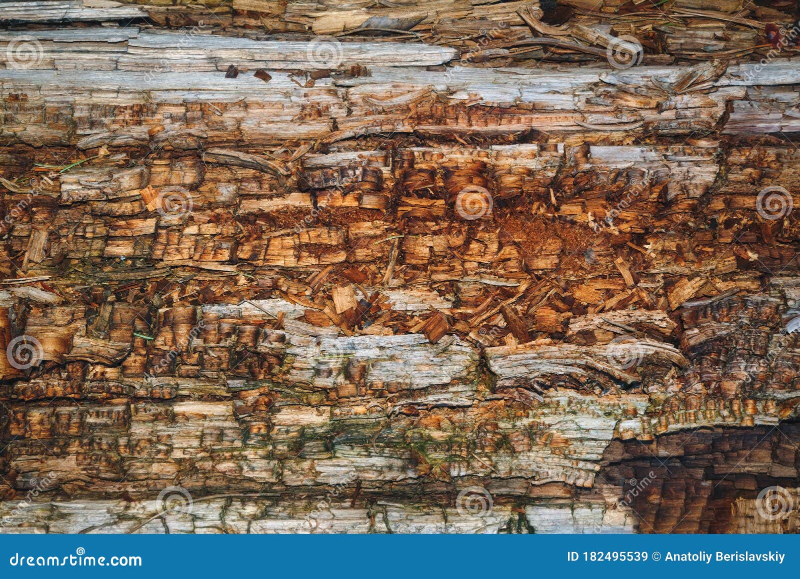 The Texture of an Old Rotten Log Close-up Stock Image - Image of ...