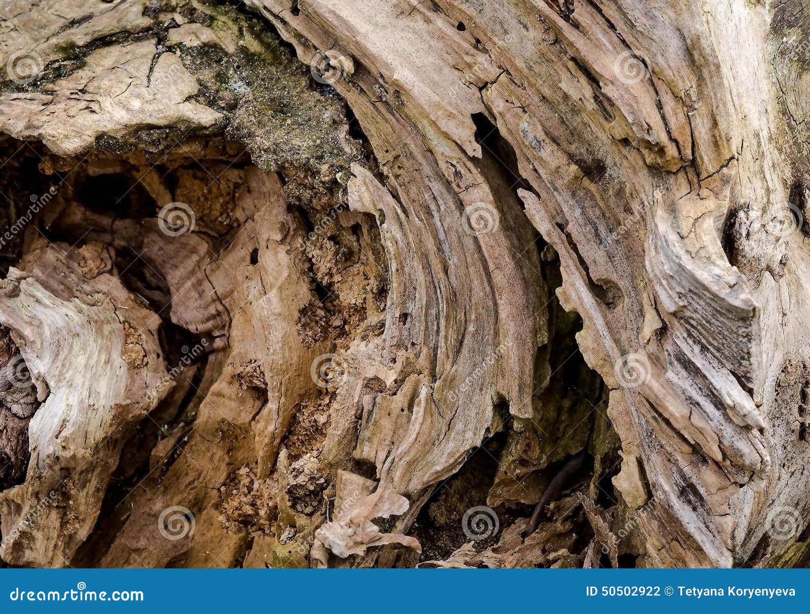 Texture of the Old Rotten Tree Stump Stock Photo - Image of branch ...