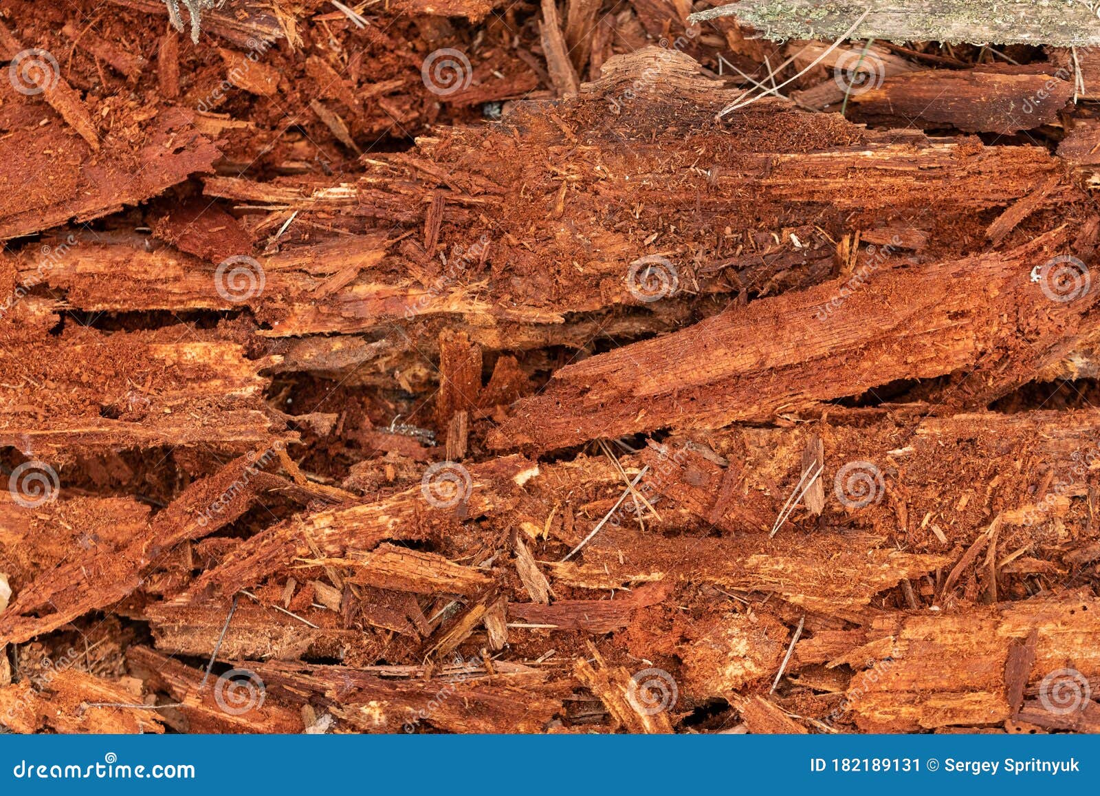 Texture of an Old Rotten Tree Stock Image - Image of backdrop, bark ...