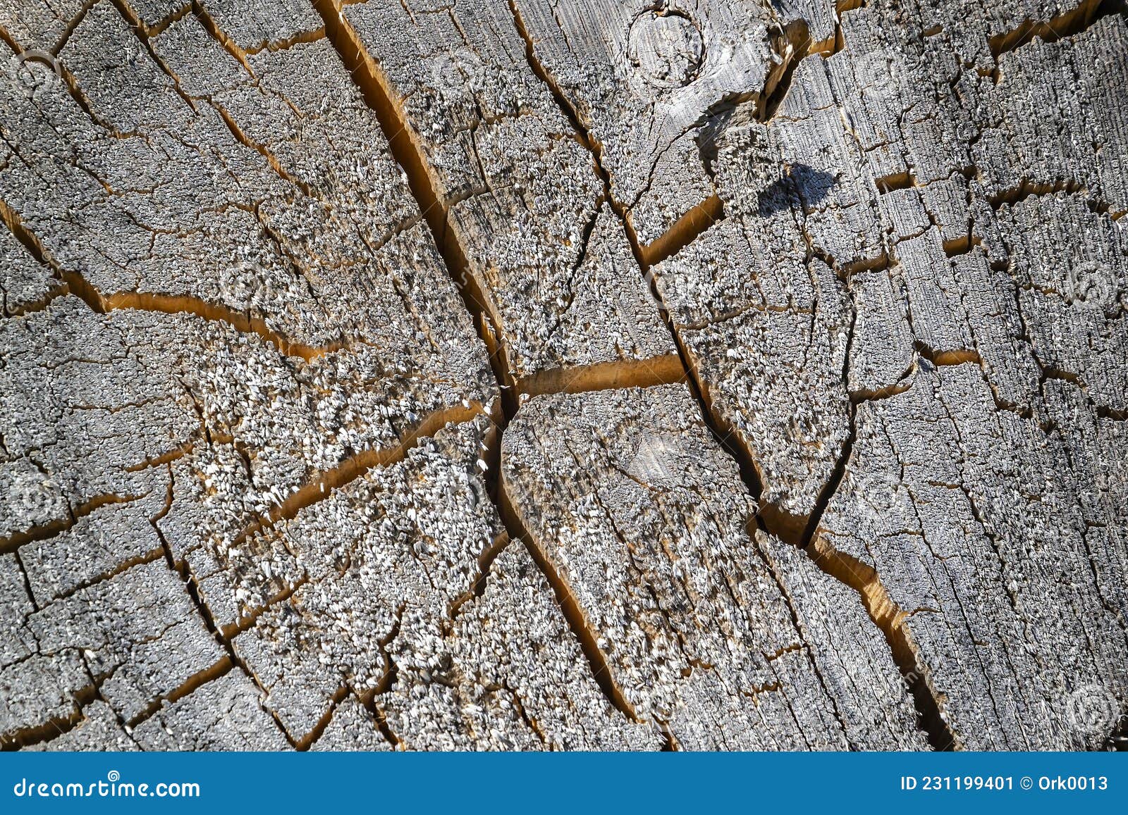 Texture of an old tree cut stock image. Image of detail - 231199401