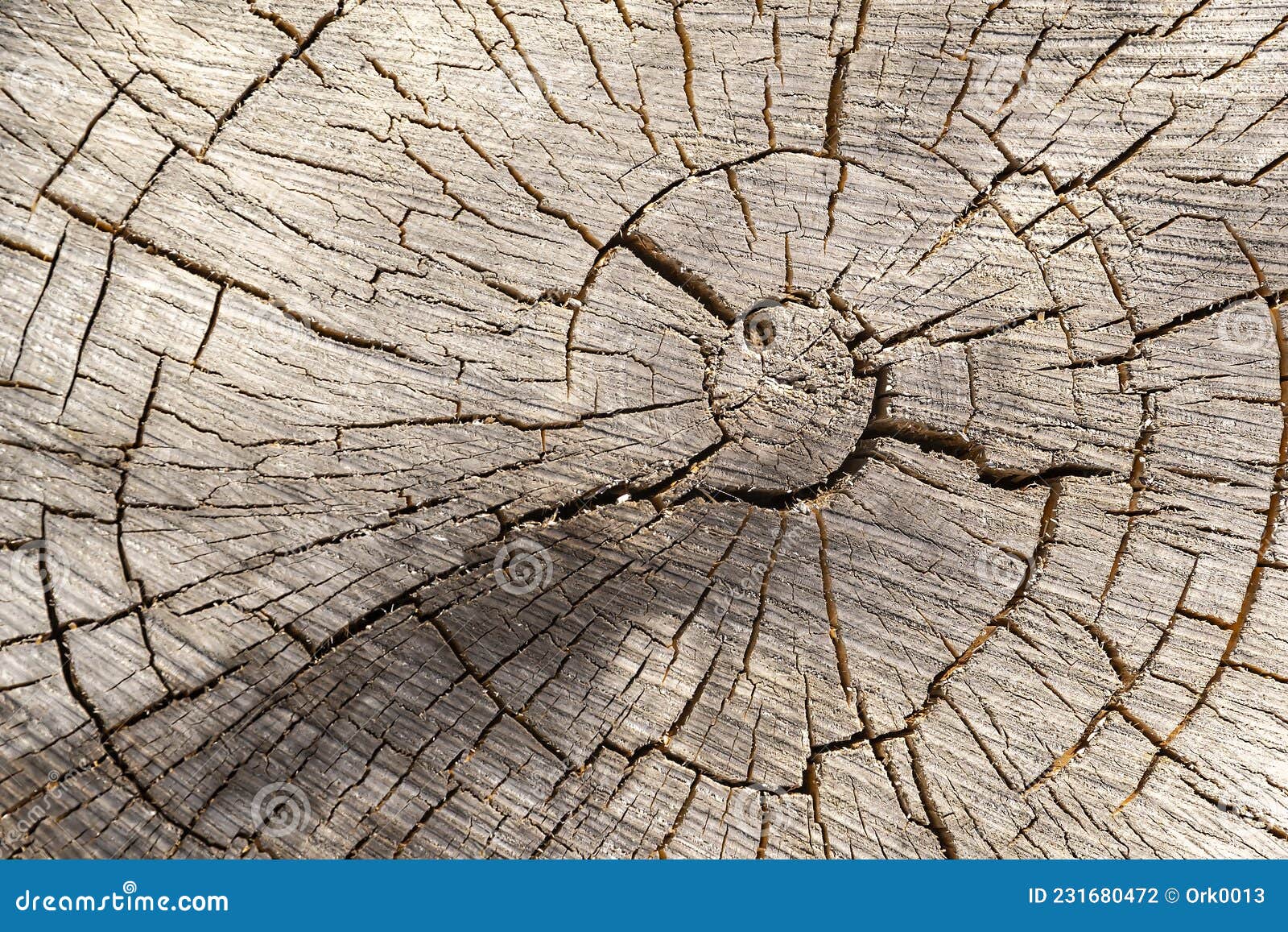 Texture of an old tree cut stock photo. Image of hardwood - 231680472