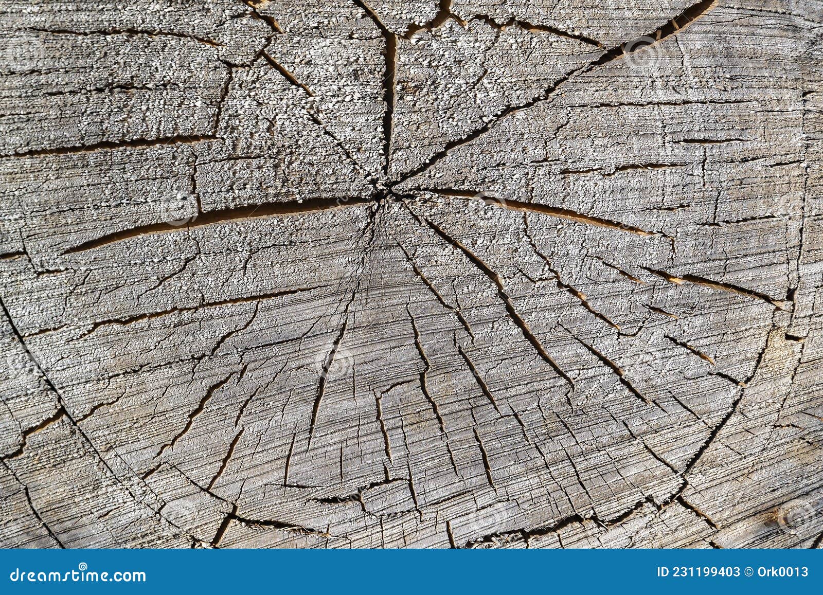 Texture of an old tree cut stock image. Image of hardwood - 231199403