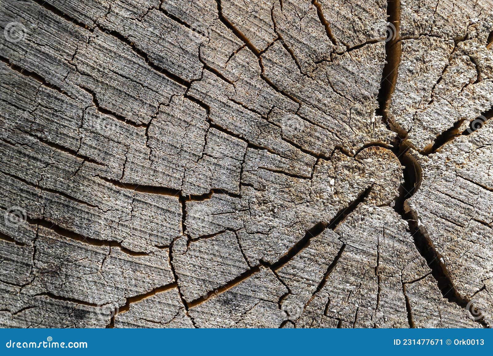 Texture of an old tree cut stock image. Image of material - 231477671