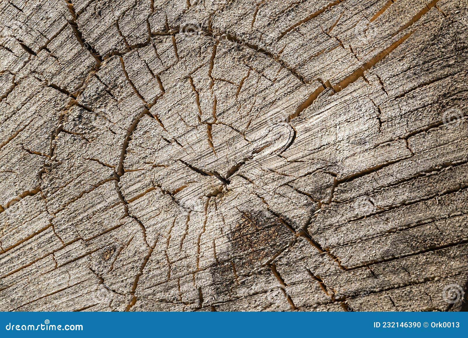 Texture of an old tree cut stock photo. Image of bark - 232146390