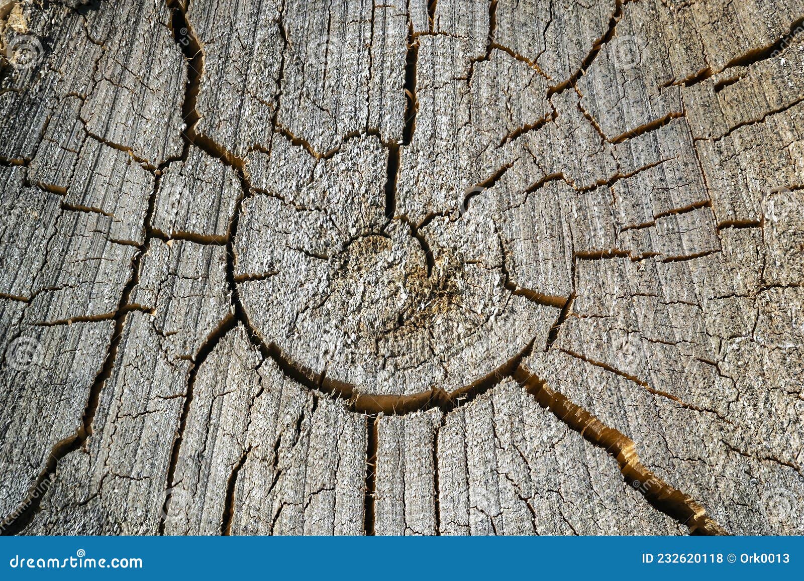 Texture of an old tree cut stock photo. Image of abstract - 232620118