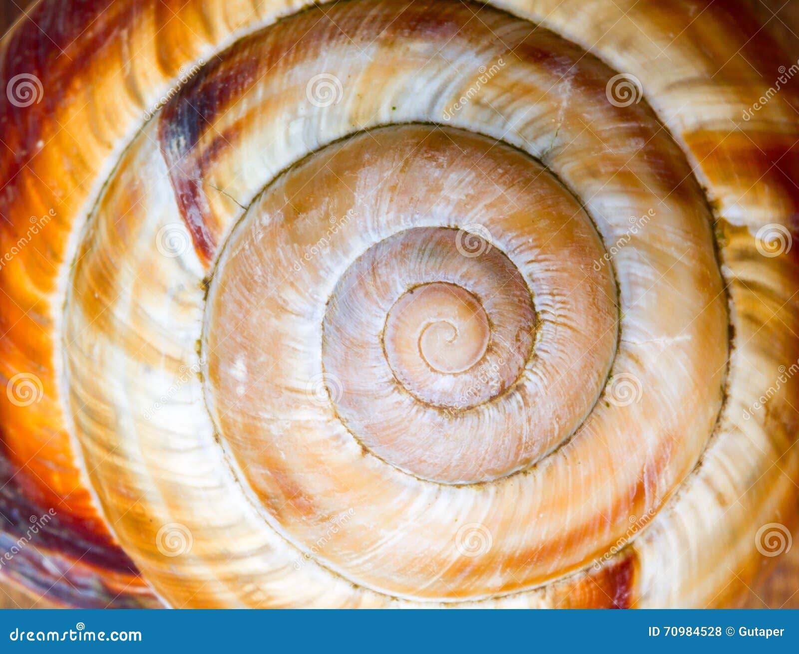 Spiral Snail Stuck On A Tree Branch Royalty-Free Stock Image ...