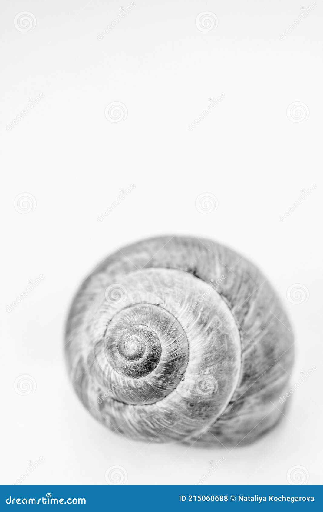 The Texture of an Old Spiral Snail Shell. Grape Snail Shell Close-up ...