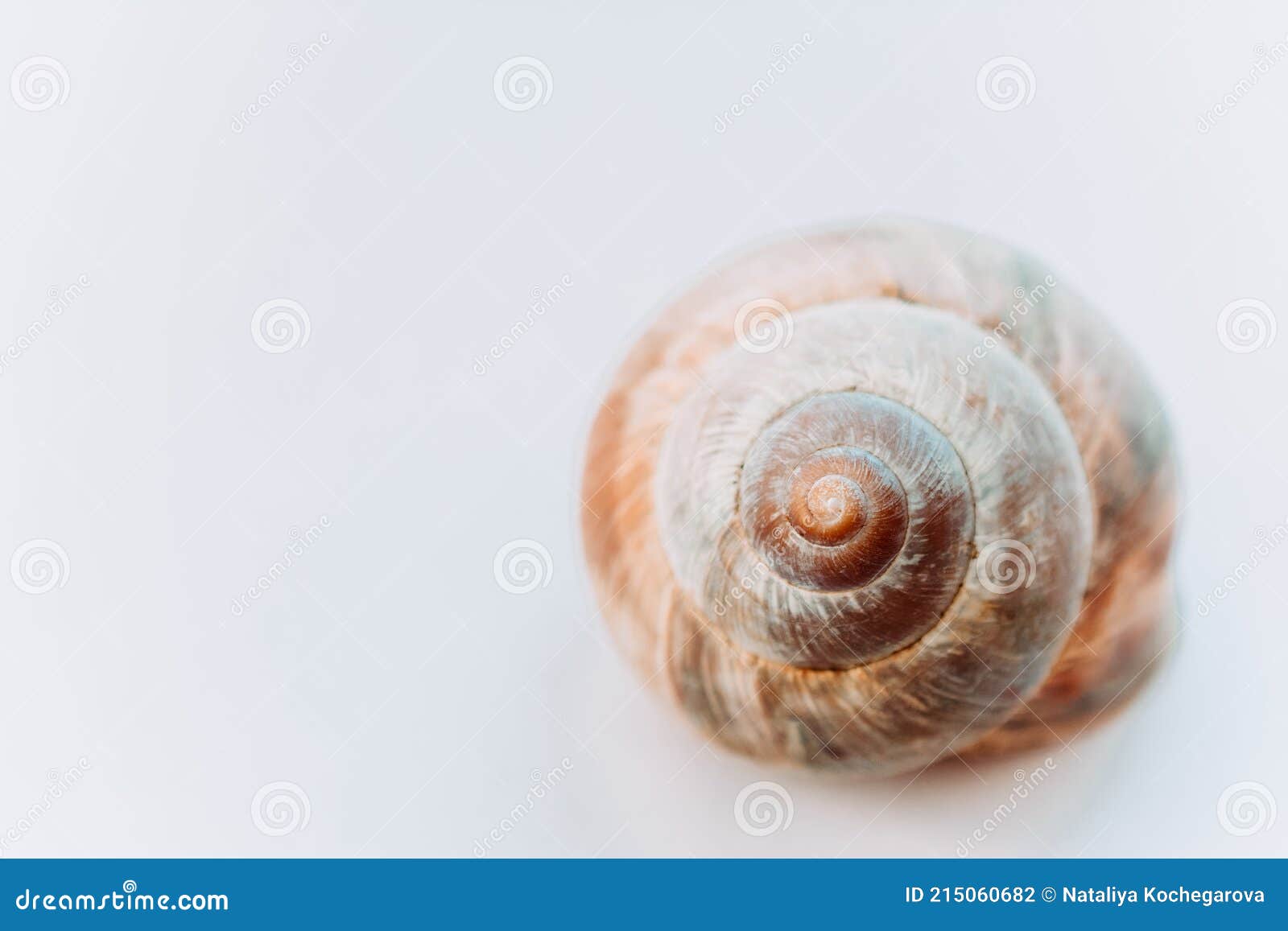 The Texture of an Old Spiral Snail Shell. Grape Snail Shell Close-up ...