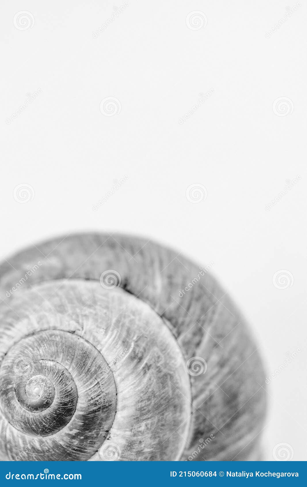 The Texture of an Old Spiral Snail Shell. Grape Snail Shell Close-up ...
