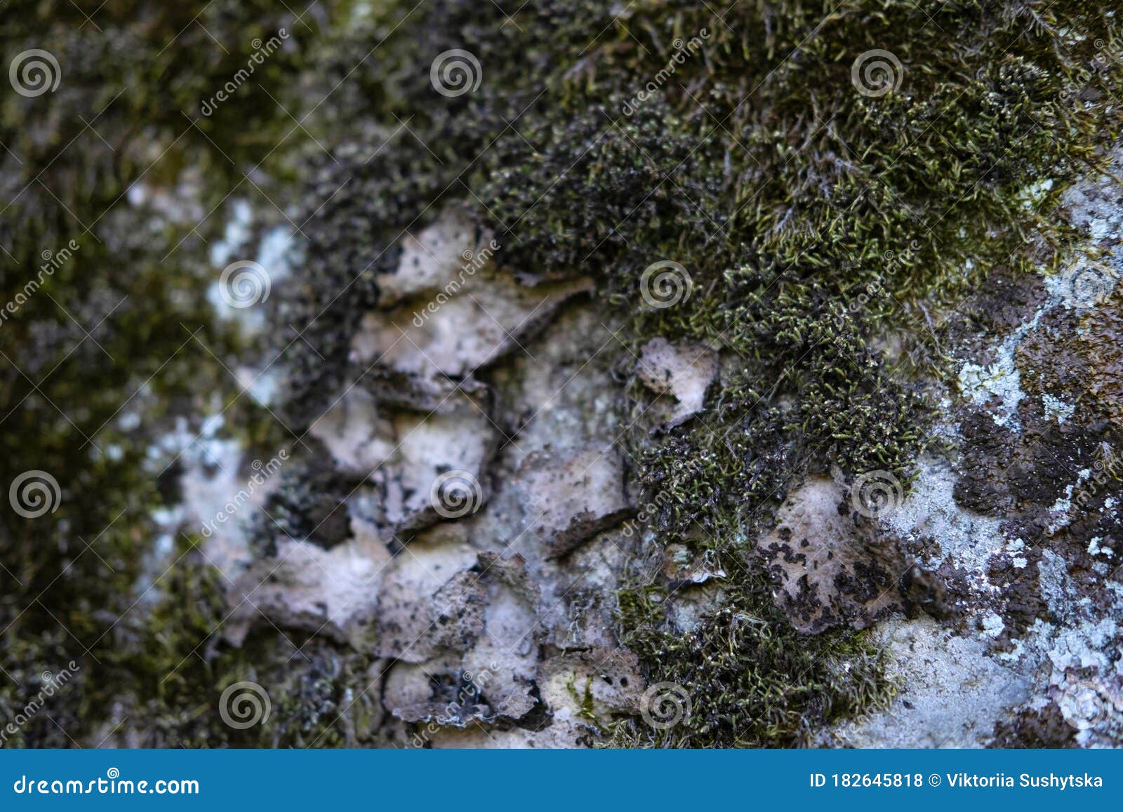 The Texture of the Rock Stone Cliff that is Overgrown with Moss ...