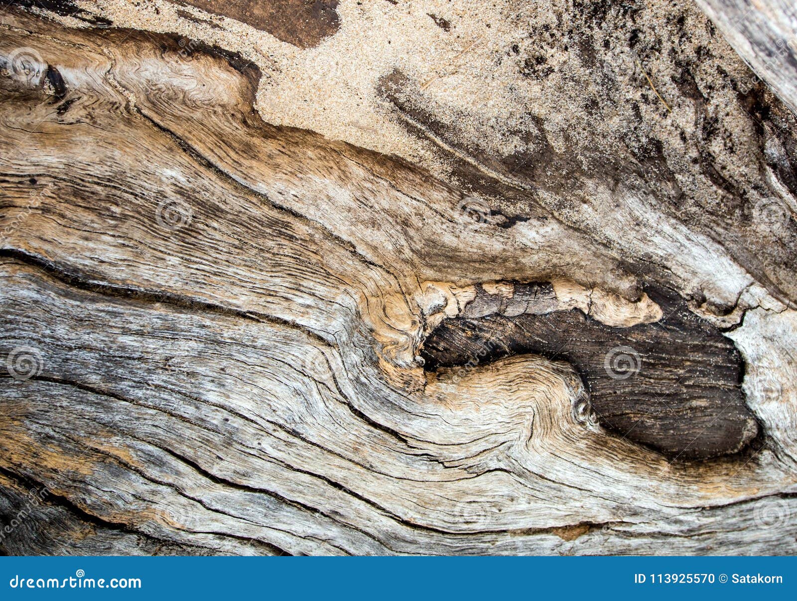 Texture of Old Stump Wood Surface Stock Photo - Image of aged, forest ...