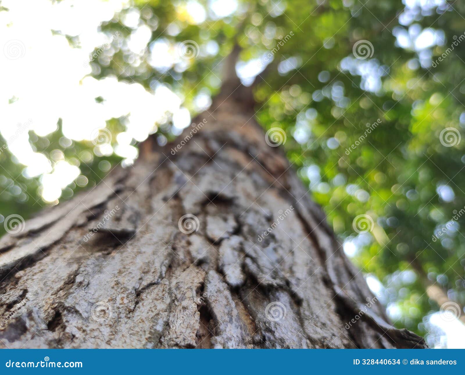 Texture of an Old Teak Tree Trunk Stock Photo - Image of teak, texture ...