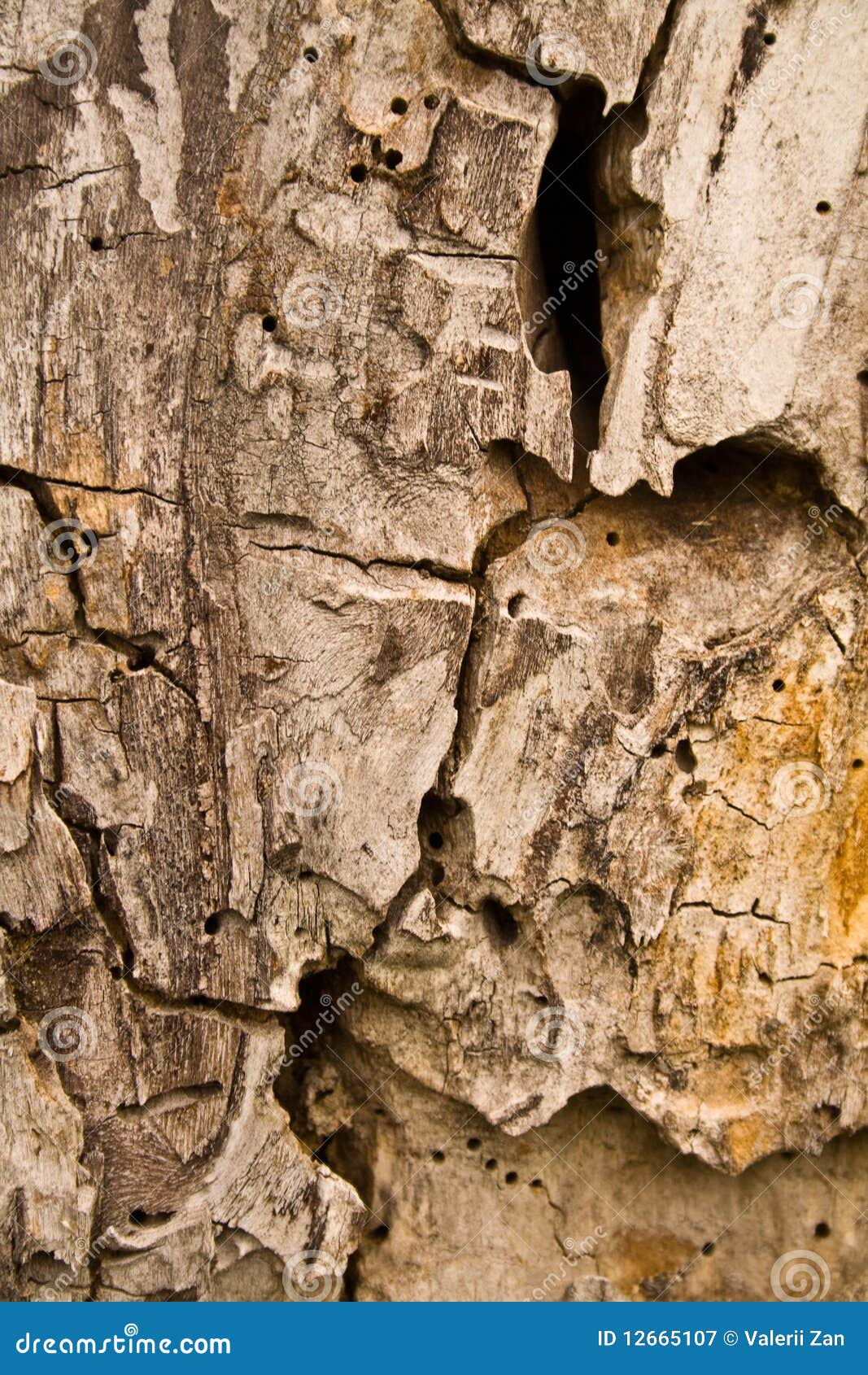 Texture of old tree stock image. Image of texture, surface - 12665107
