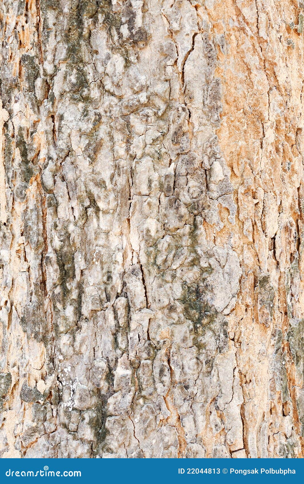 Texture of old tree stock image. Image of grunge, detail - 22044813
