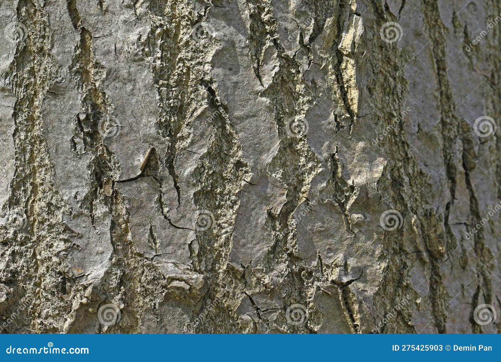 The Texture of the Old Tree Stock Image - Image of walls, timber: 275425903