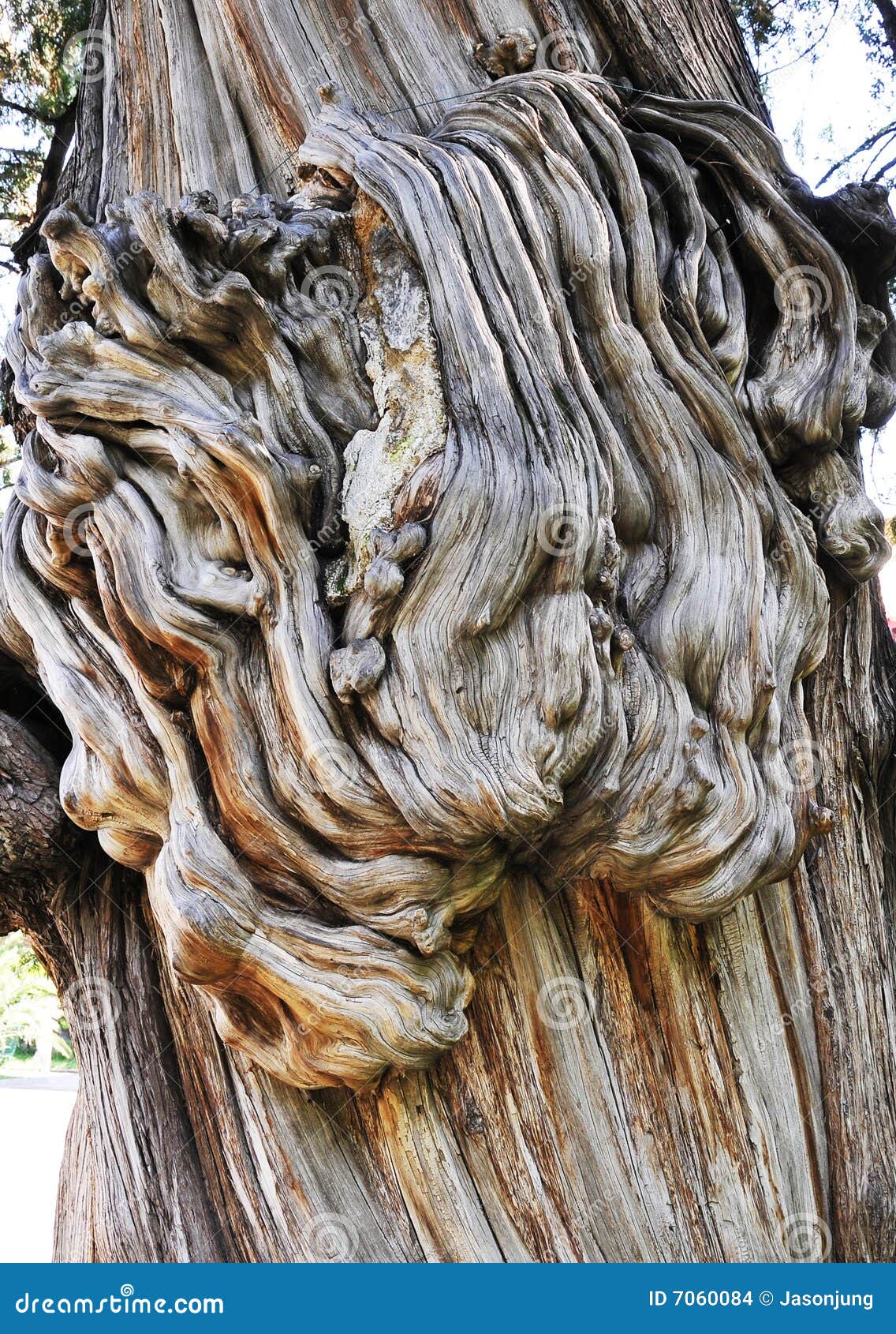 Texture of the old tree stock photo. Image of nature, style - 7060084