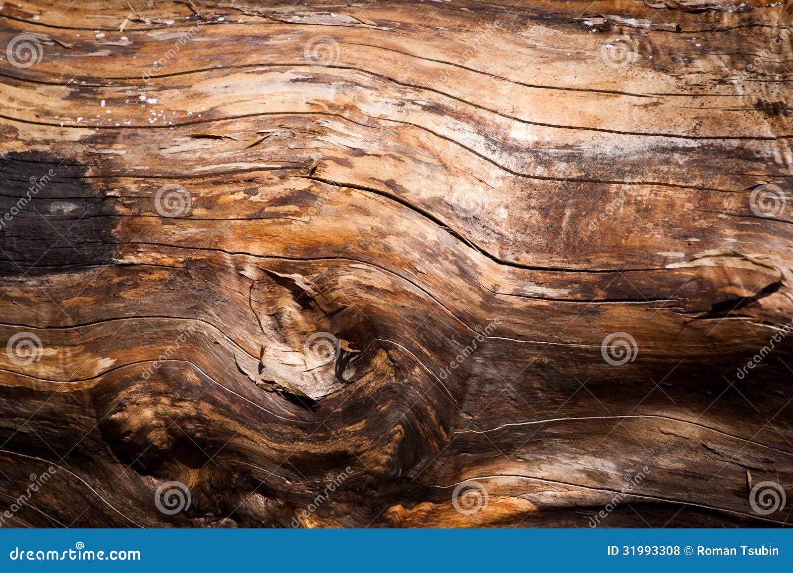 Texture of old tree stock photo. Image of wood, tree - 31993308