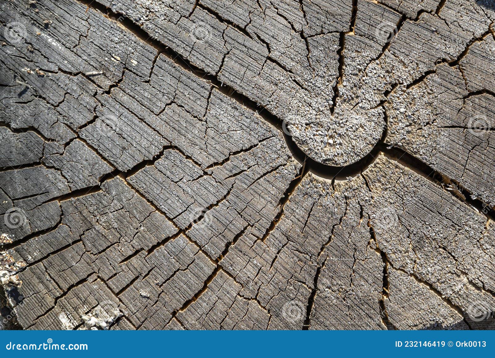 Texture of an old tree cut stock image. Image of cracked - 232146419