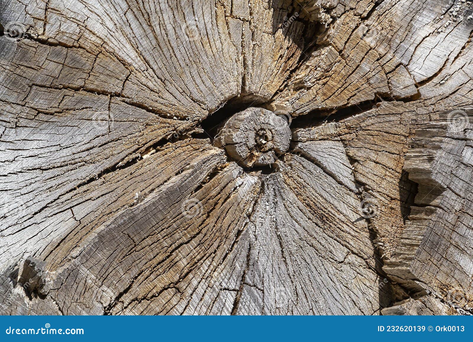 Texture of an old tree cut stock image. Image of macro - 232620139