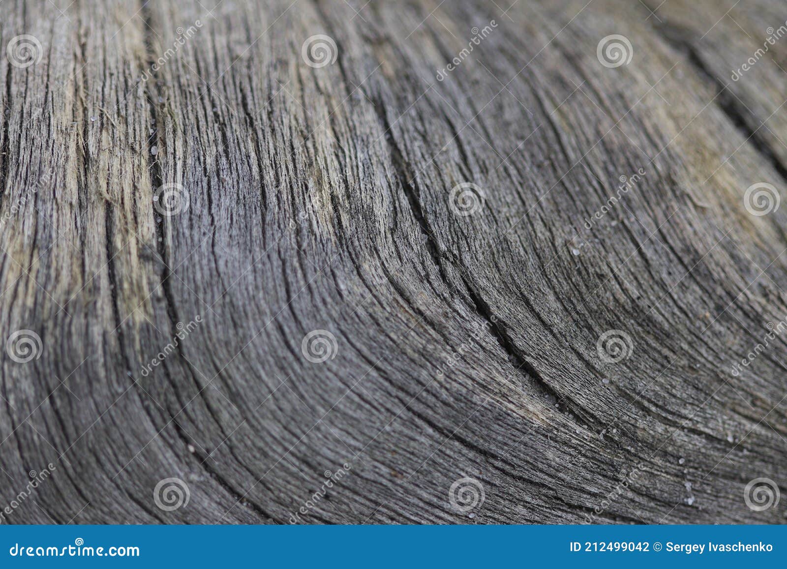 Old root tree. stock photo. Image of structure, macro - 212499042