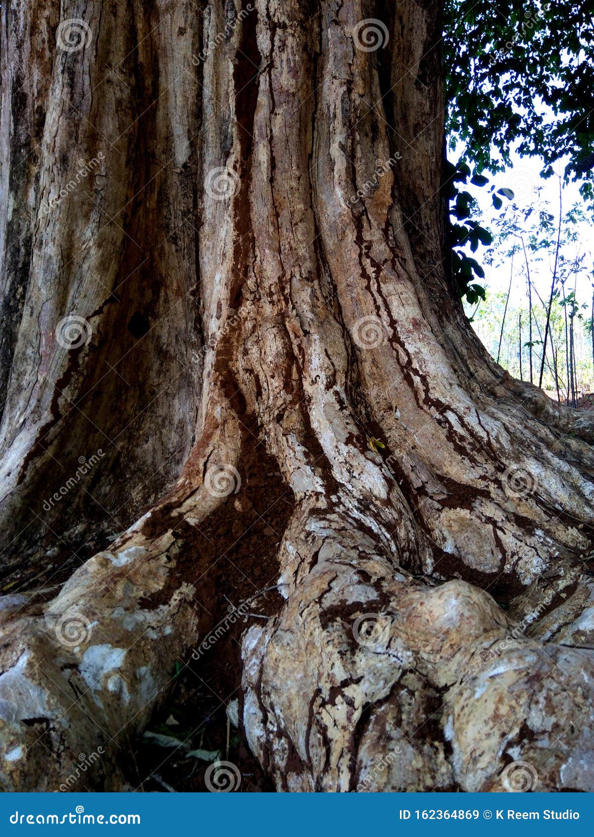 Texture of Old Tree Roots, Sky and Trees Background Stock Image - Image ...
