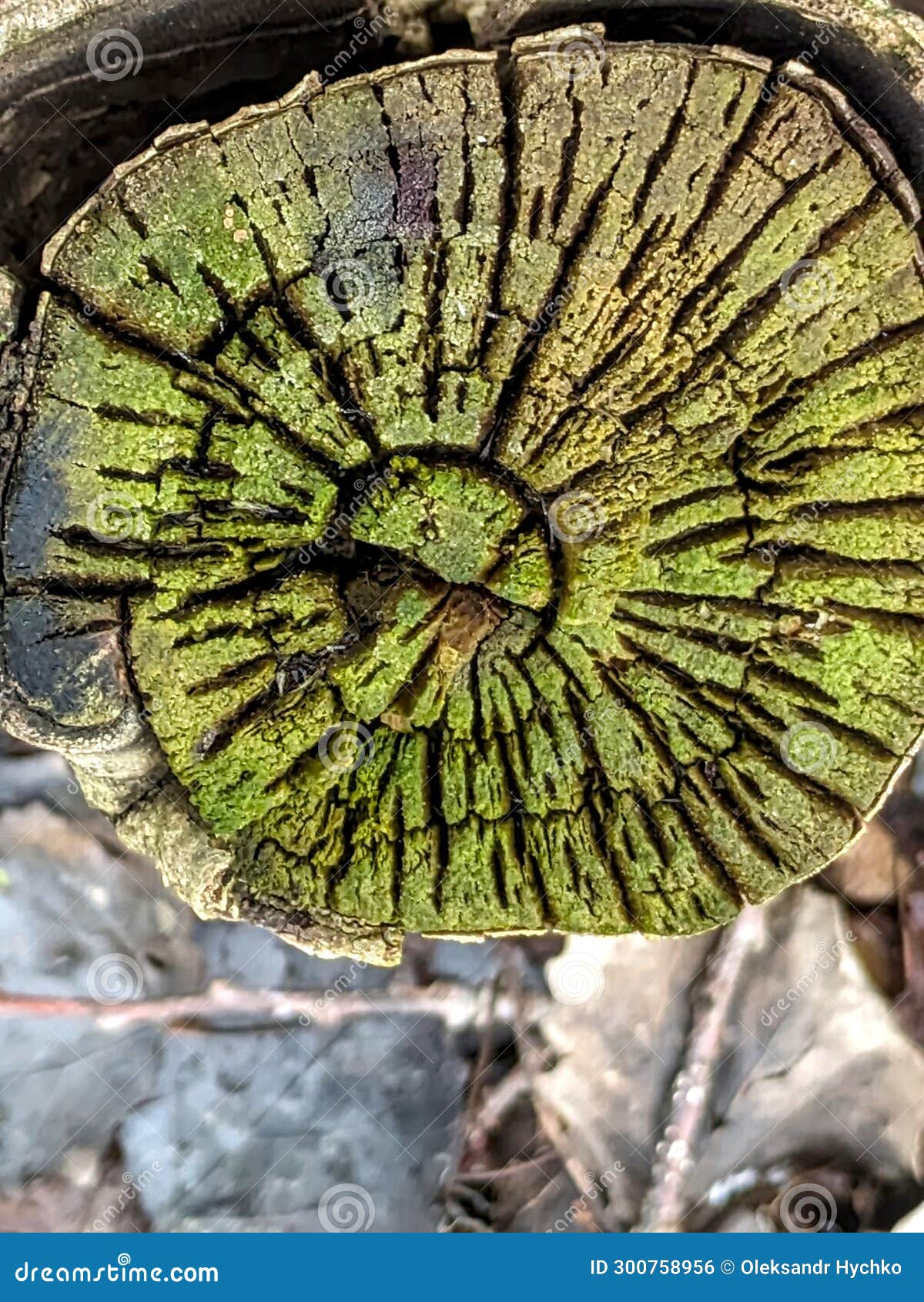 Texture of an Old Tree Stump, Top View As Background Stock Photo ...