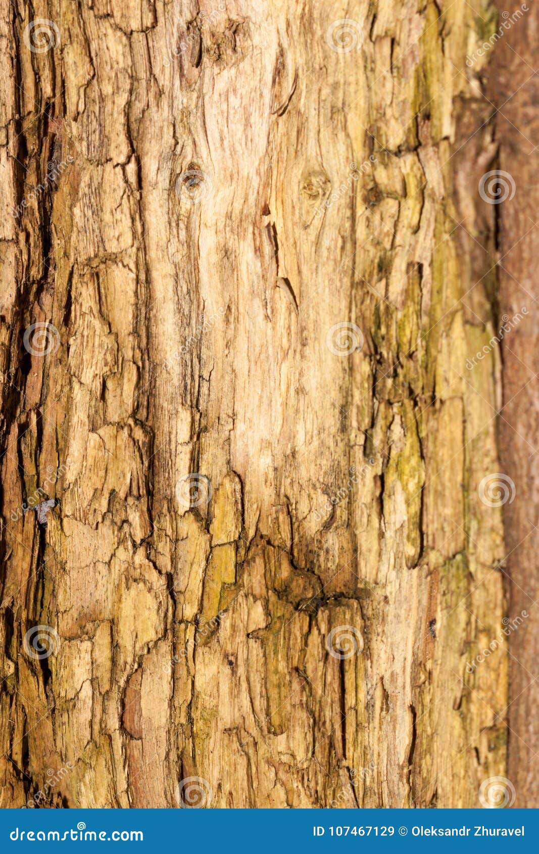 Texture of old tree stock image. Image of macro, tree - 107467129