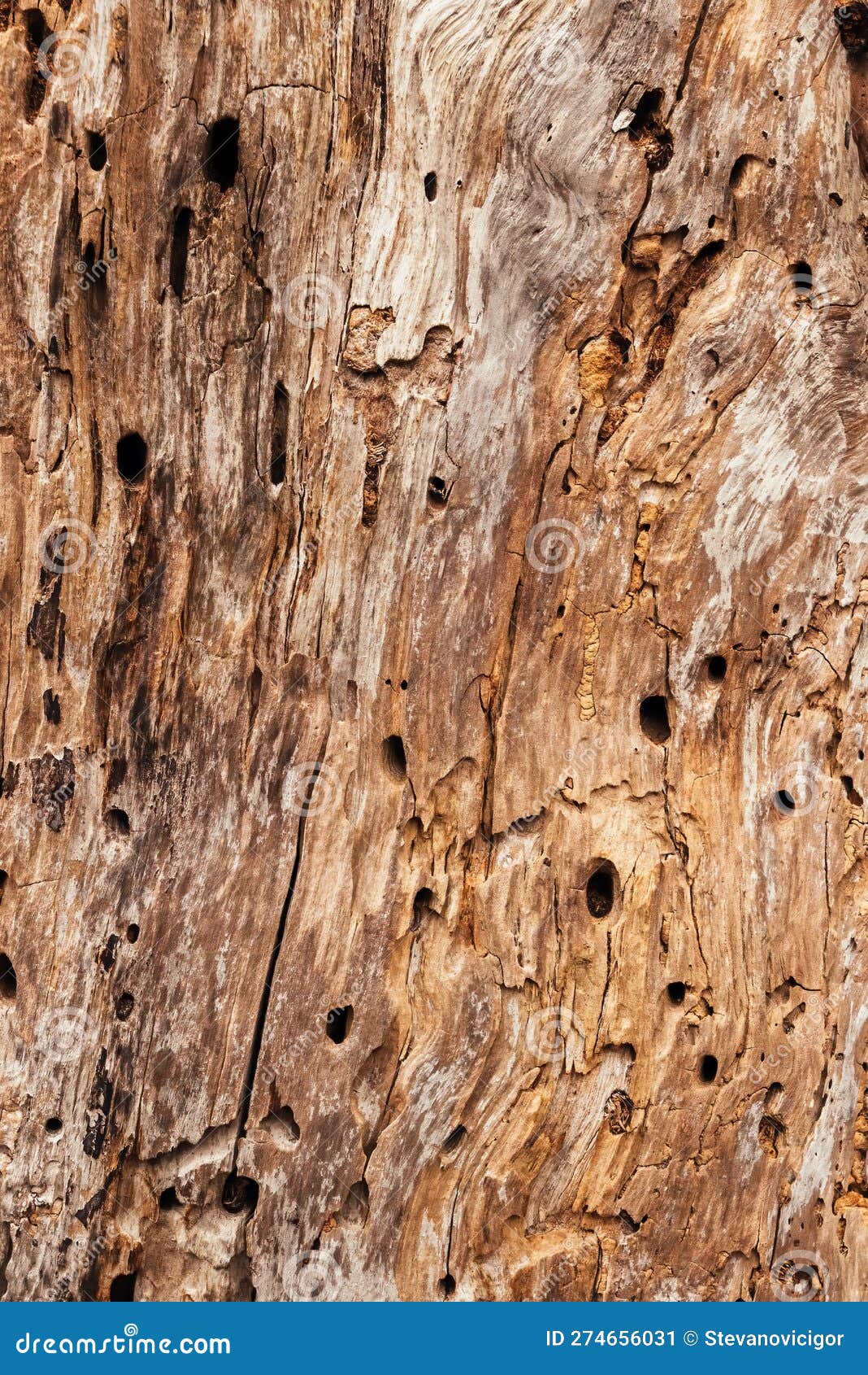 Texture of an Old Tree Trunk with Small Cavity Holes Stock Image ...