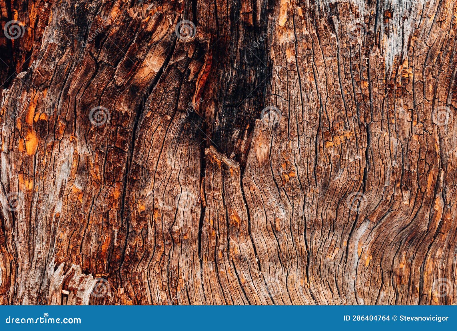 Texture of an Old Tree Trunk with Small Cavity Holes Stock Photo ...