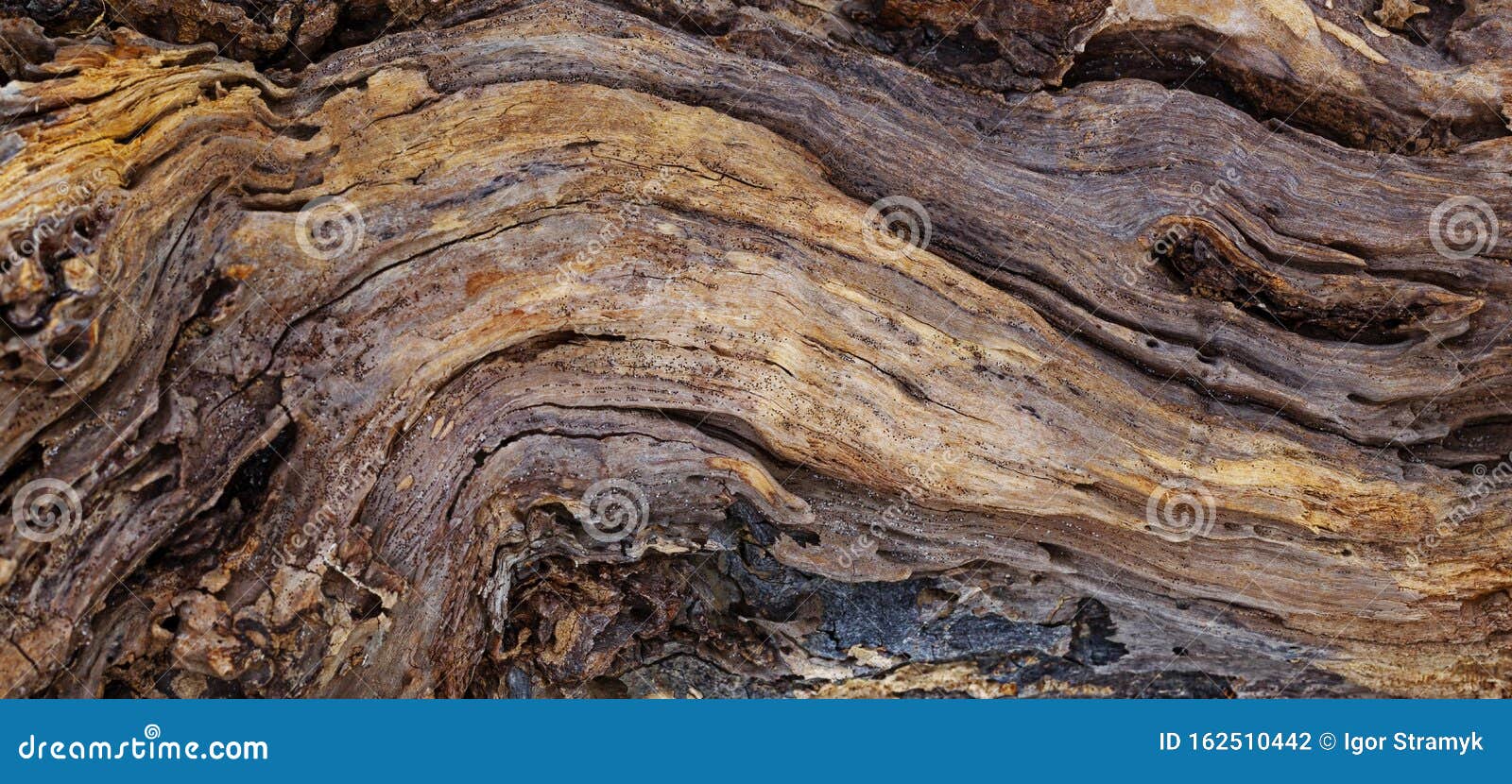 Texture of an Old Tree Trunk Washed Up in Ocean Stock Photo - Image of ...