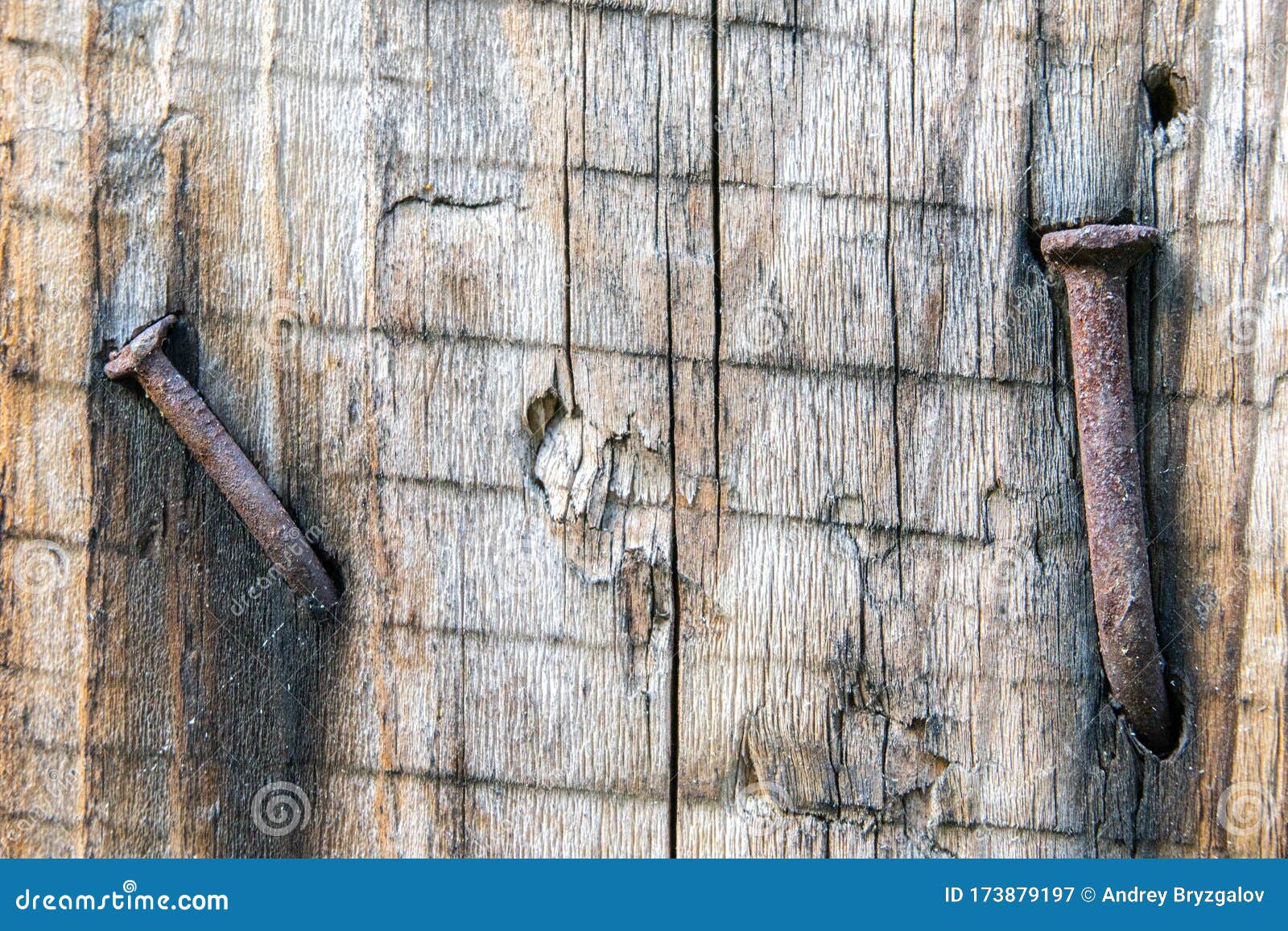 Texture of Old Weathered Cracked Board with Rusty Nails Driven in with ...