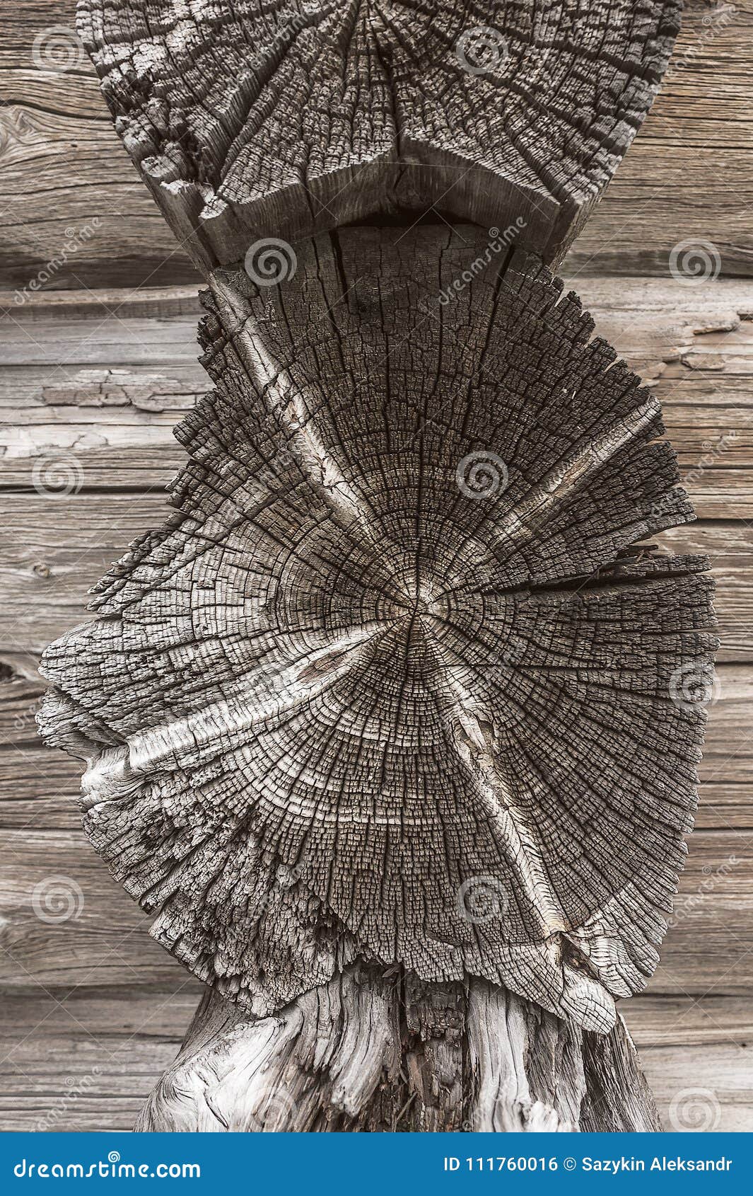 Texture of Old Weathered Tree Close-up Outdoors Stock Photo - Image of ...