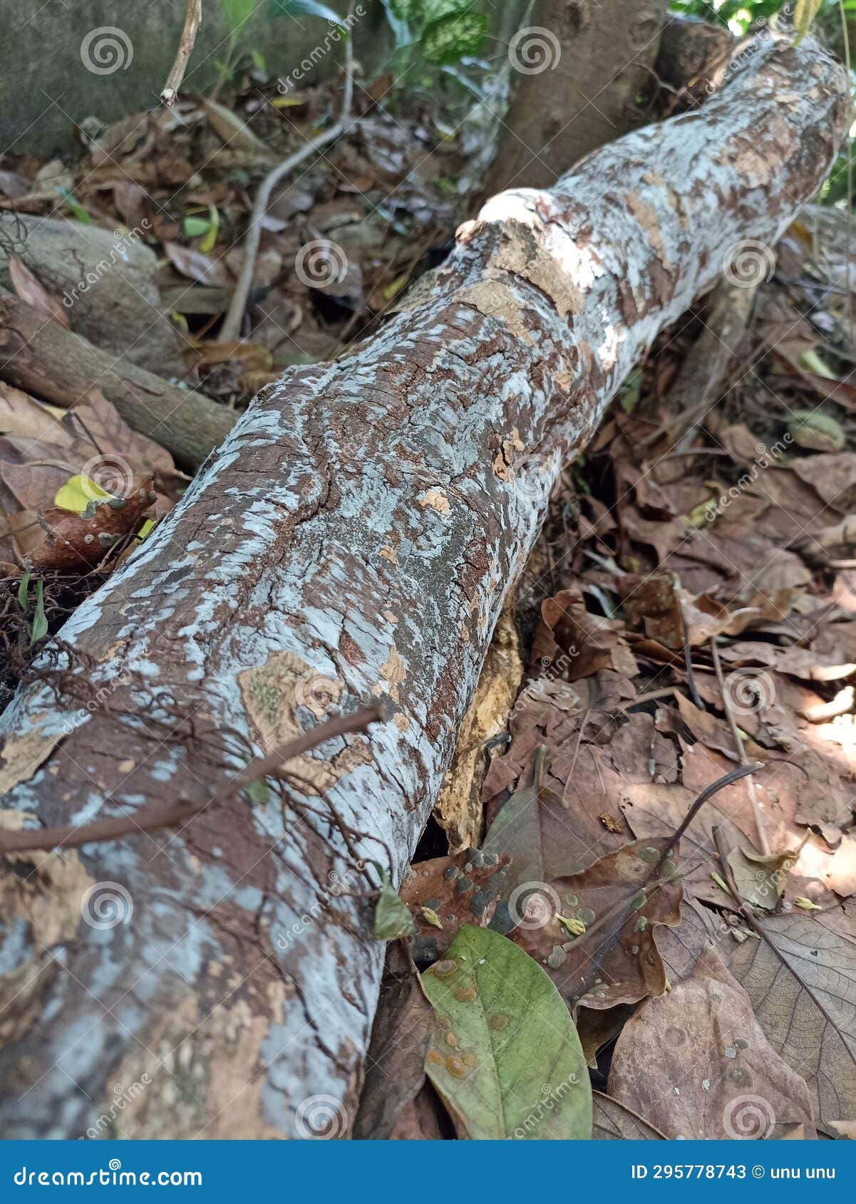 Texture of an Old and Weathered Tree Trunk in a Tropical Rainforest for ...