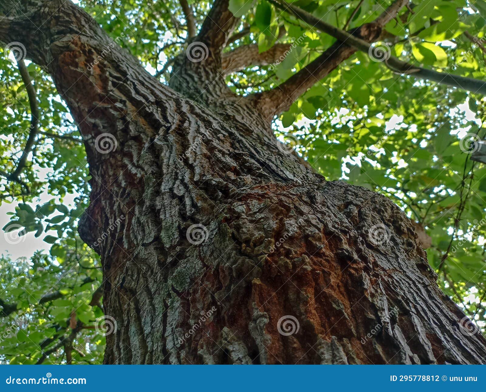 Texture of an Old and Weathered Tree Trunk in a Tropical Rainforest for ...