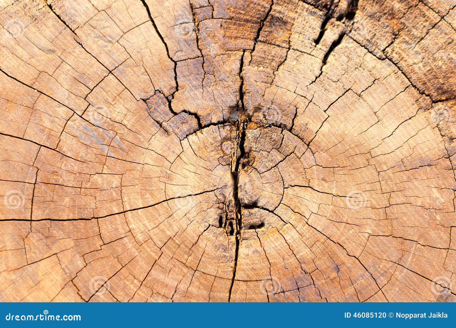 Texture of Old Wood with Annual Rings. Natural Texture Close Up Stock ...