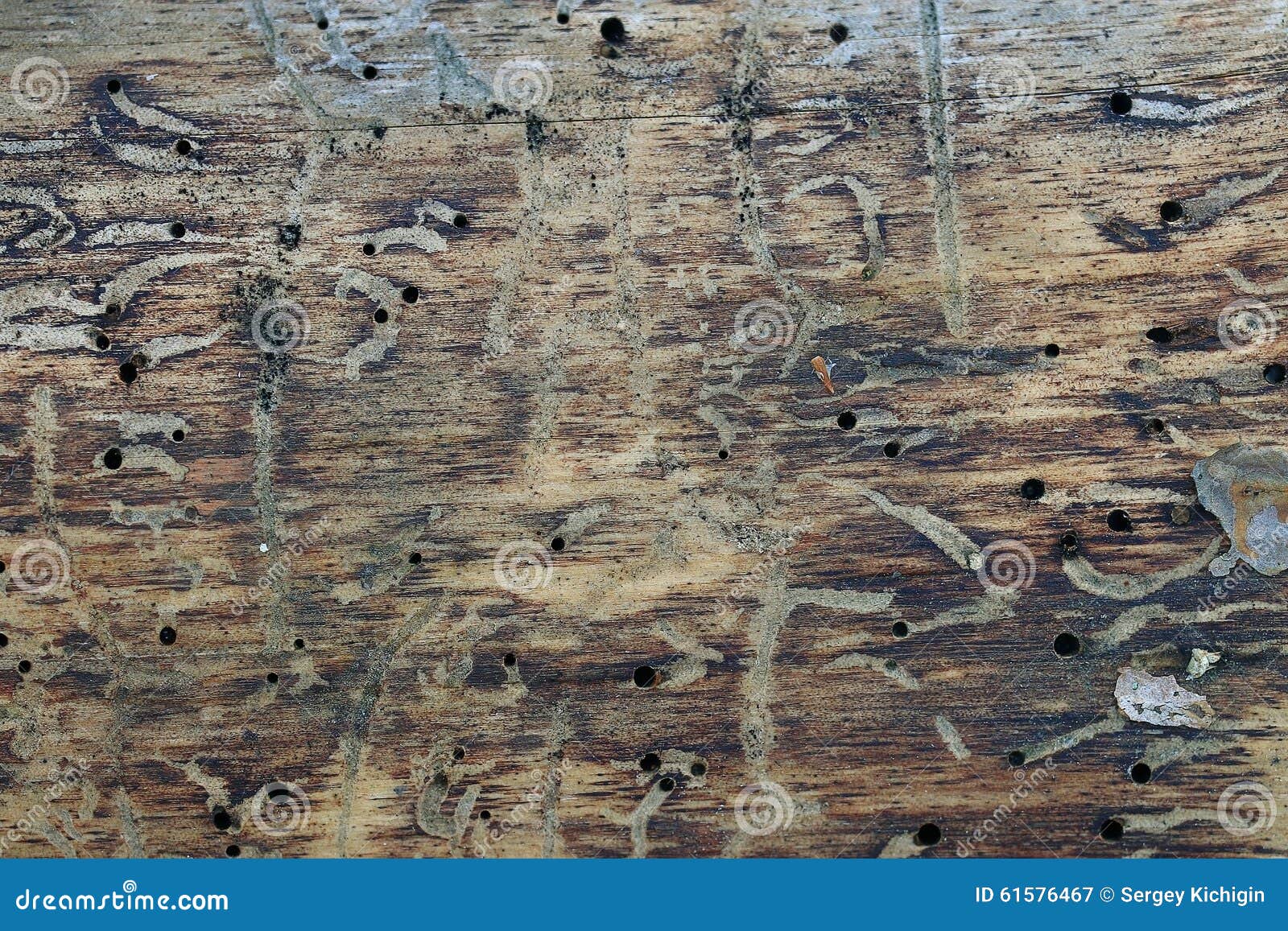 Texture of old wood stock image. Image of hardwood, obsolete - 61576467