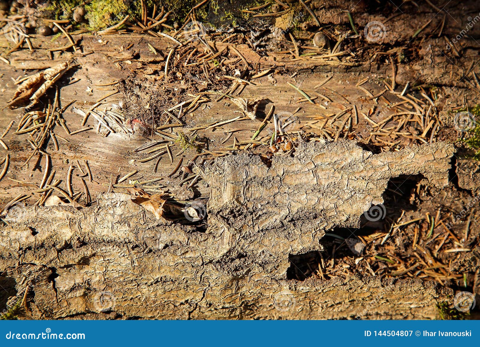 The Texture of the Old Wood is Covered with a Ragged Cut Stock Image ...